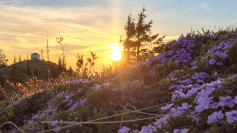 Burley Mountain Fire Lookout - Discover Lewis County