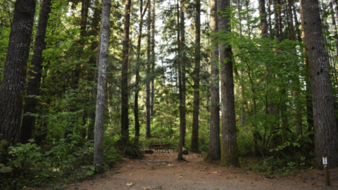 Cowlitz Falls Campground - Discover Lewis County