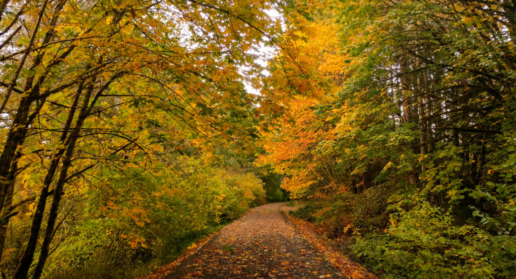 A Year-Round Autumn Adventure: Exploring the Willapa Hills Trail in ...
